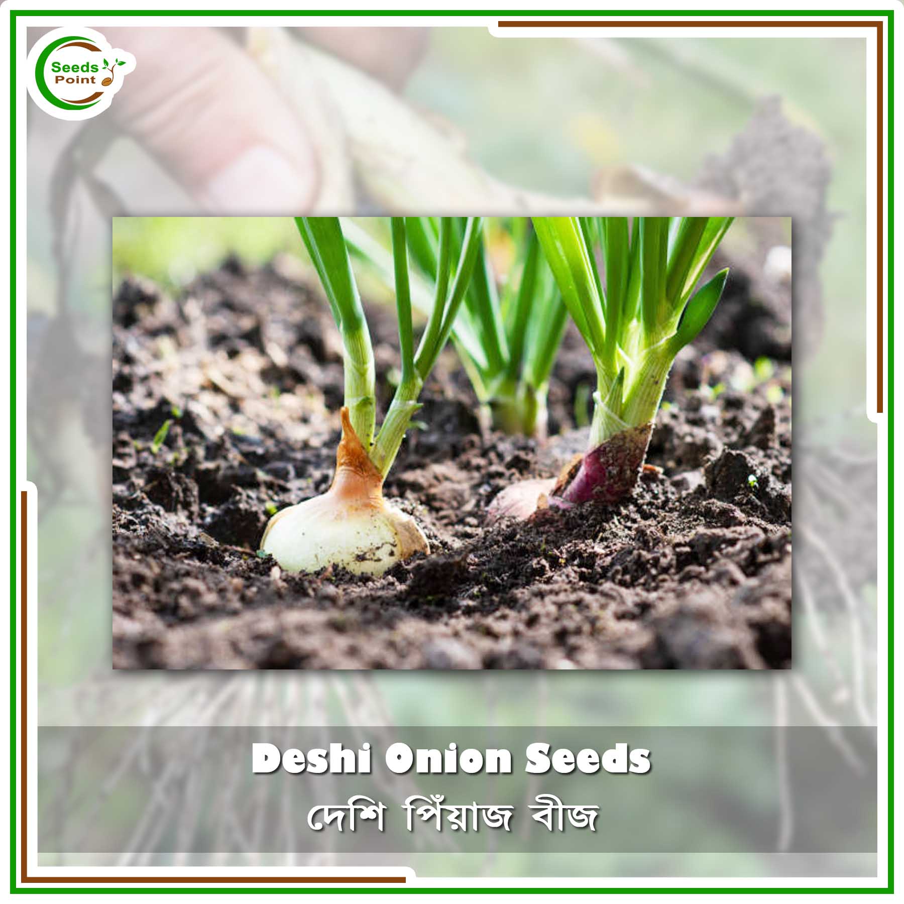 Deshi Piyaj Seeds (Onion) - 4 gm | Daraz.com.bd