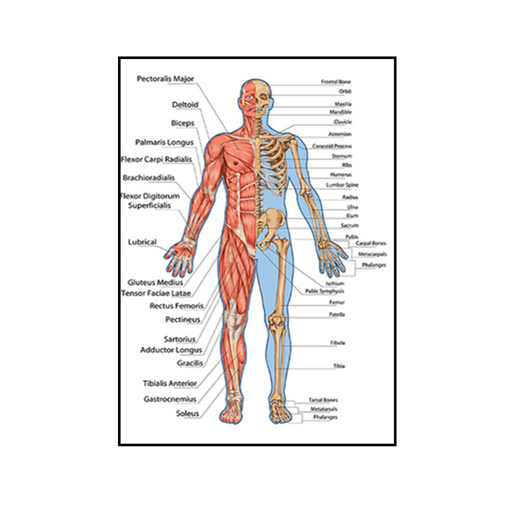 Human Skeletal Frame Organs Medical Poster Modern Anatomy Muscle ...