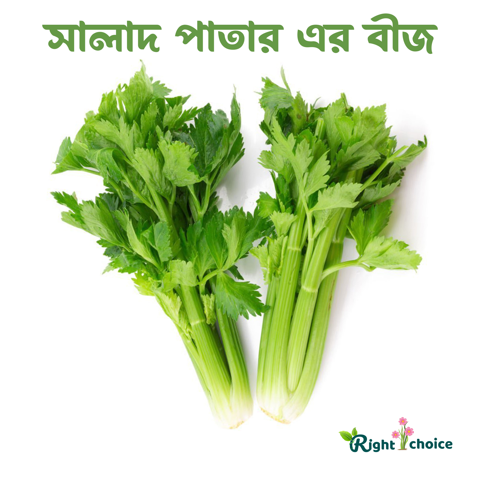 Hybrid Green Salat Pata (Celery) Seeds 49 pice + gift | Daraz.com.bd