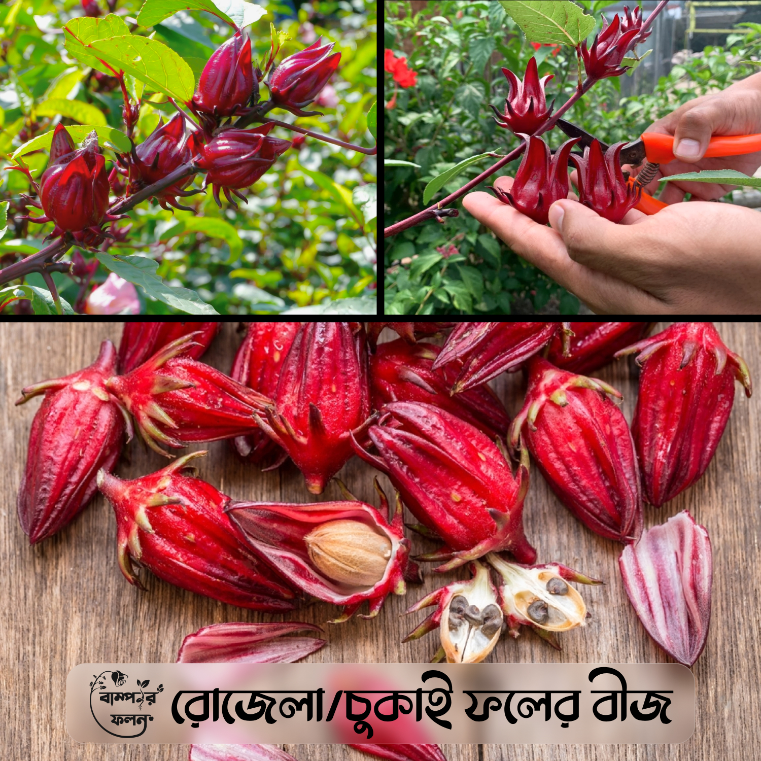 16 pieces of seeds - Chukai or Chukur or Mesta or Sour fruit (Hilfa in ...