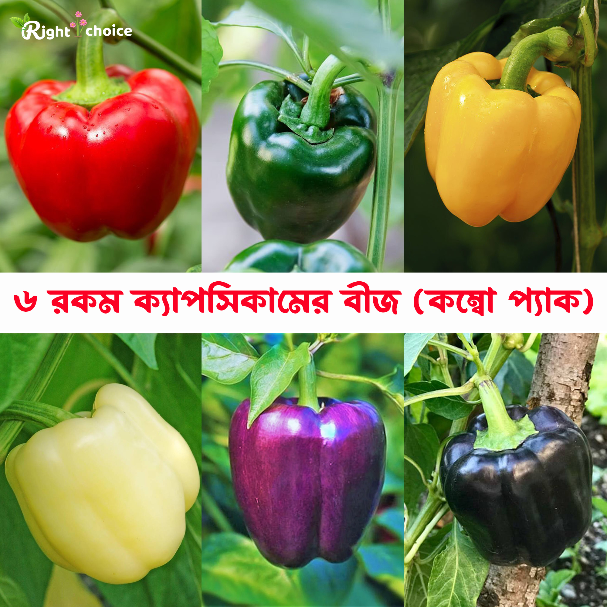 Multicolor Capsicum Mix Seeds(combo pack) 40 Pices | Daraz.com.bd