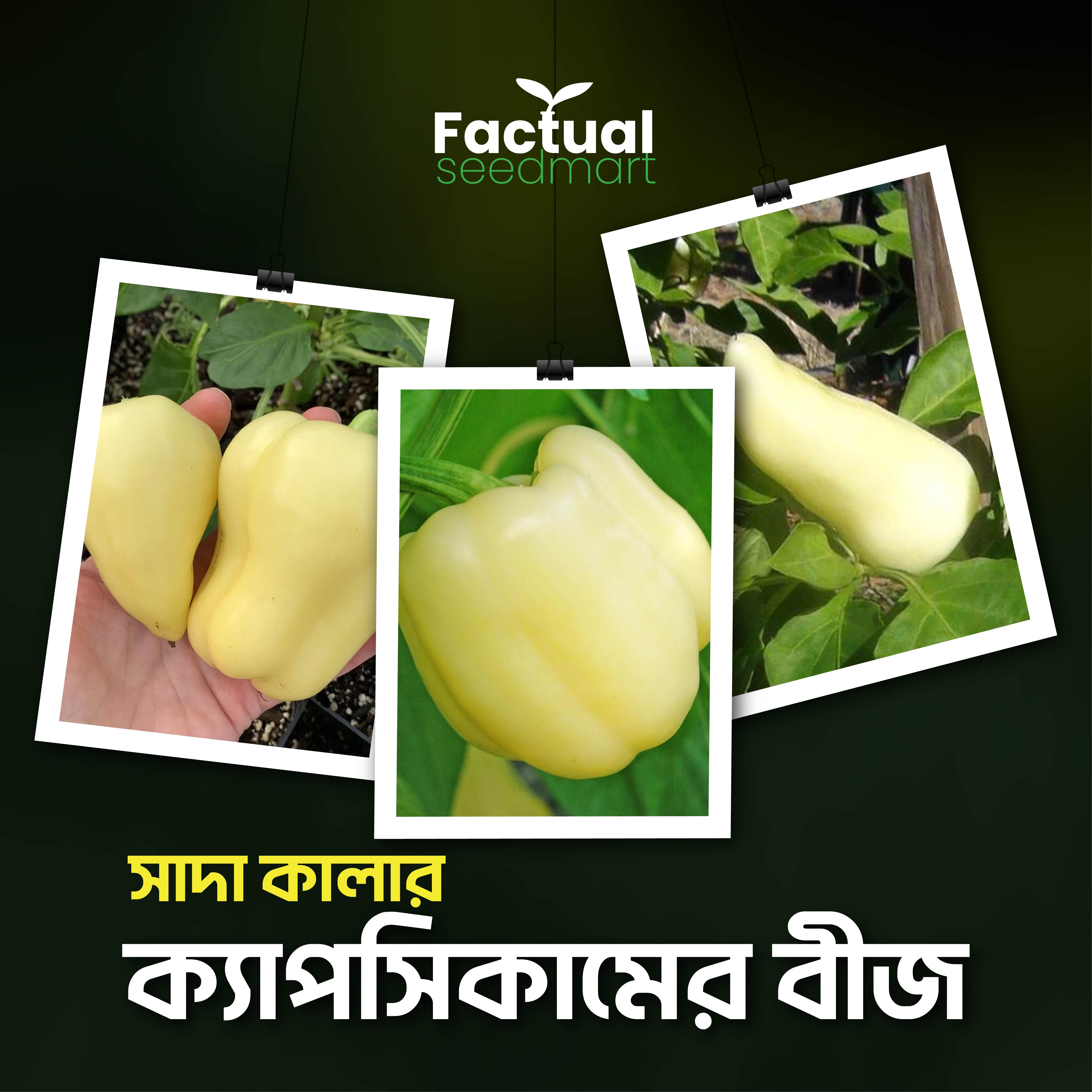 White Capsicum Seeds 8 pics + Gift | Daraz.com.bd