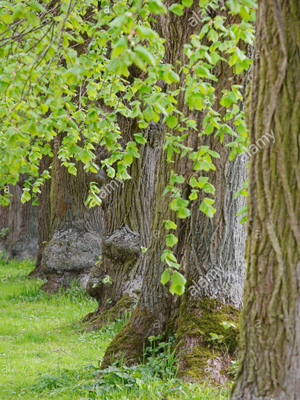 Belgium Tree Seeds -10 pcs seeds | Daraz.com.bd