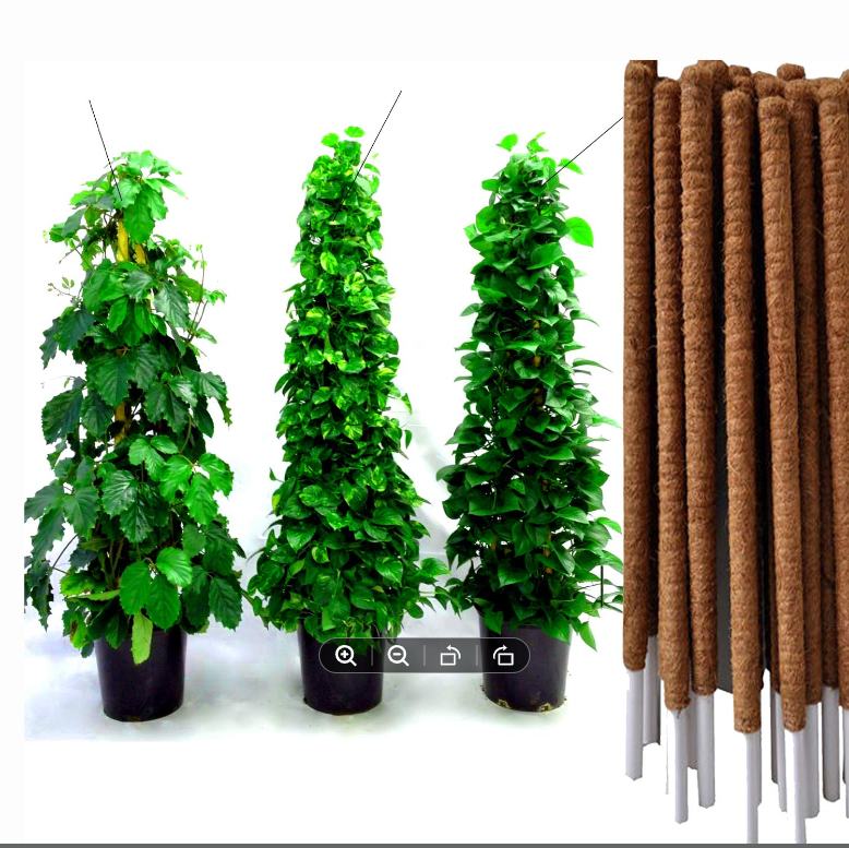 24 Inch Coir Grow Stick – 1Pcs | Daraz.com.bd