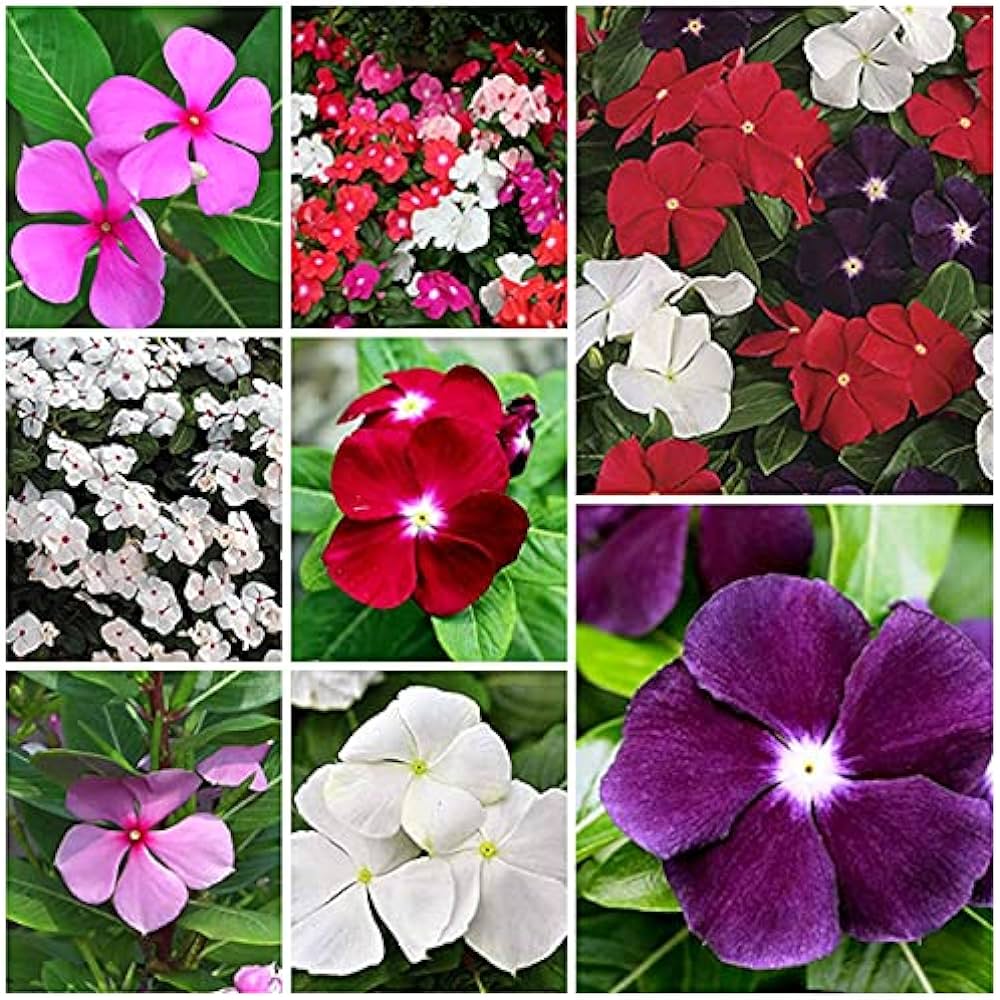 Rare Mixed colour Noyontara/Vinca Flower seeds - 20 pcs seeds | Daraz ...