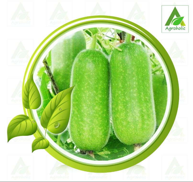 Hybrid ASH Gourd - 15 Seeds | Daraz.com.bd