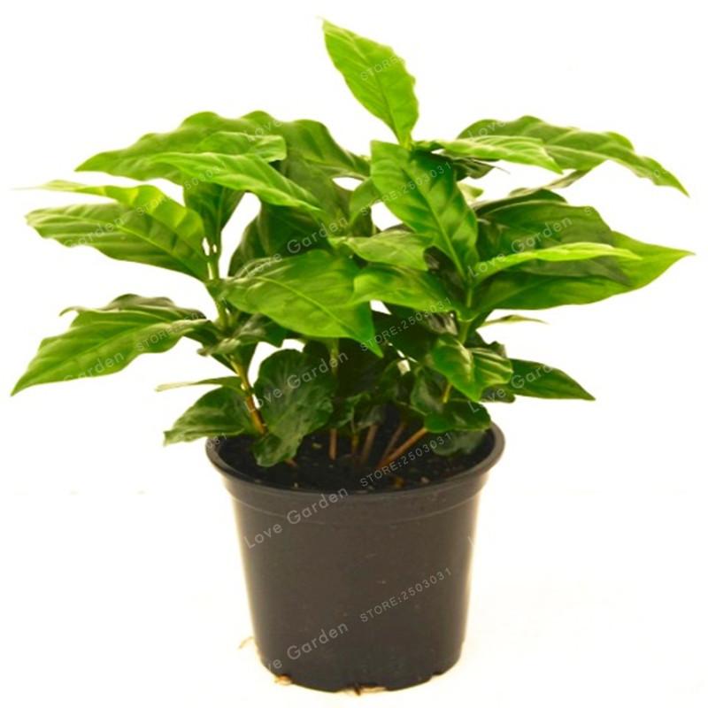 Coffee Bean Bonsai Home- grown Cocoa Bean Balcony Bonsai Tree Plant ...