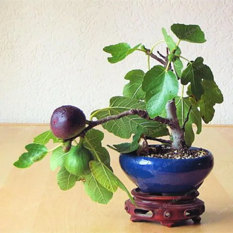 Jackfruit Bonsai