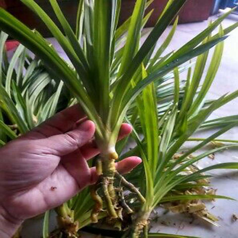 Polao Pata Small Pandan Tree Plant ( গাছের চাড়া ) | Daraz.com.bd