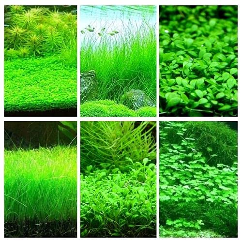 500 Pcs Aquarium Grass seeds - 500 Seeds | Daraz.com.bd