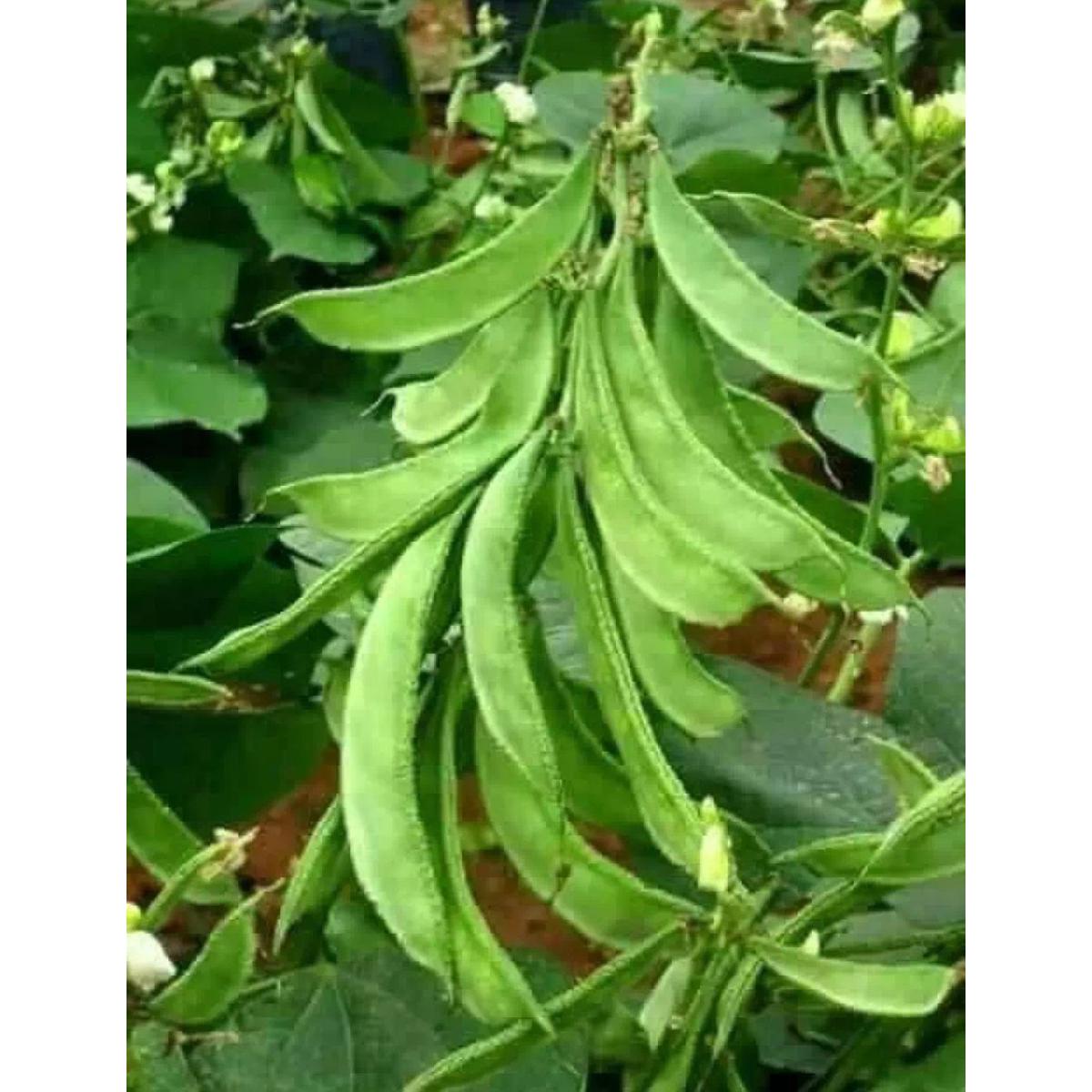 All sejon ben 10 pse | Daraz.com.bd