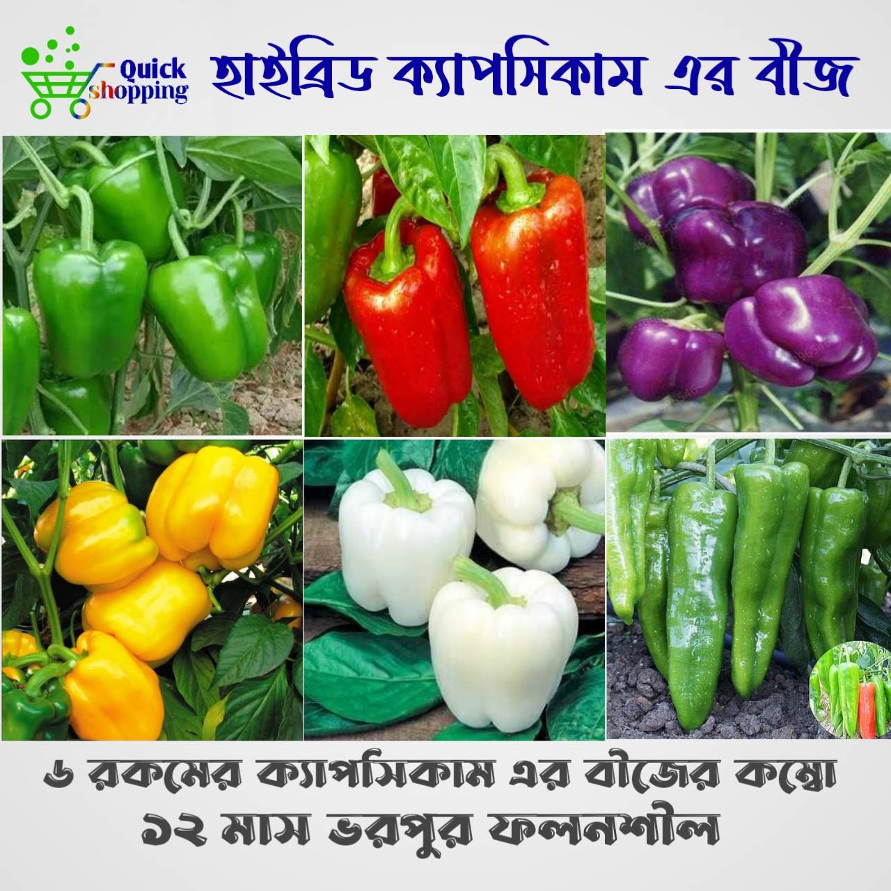 Multiple Capsicum Seeds 42 Pices | Daraz.com.bd