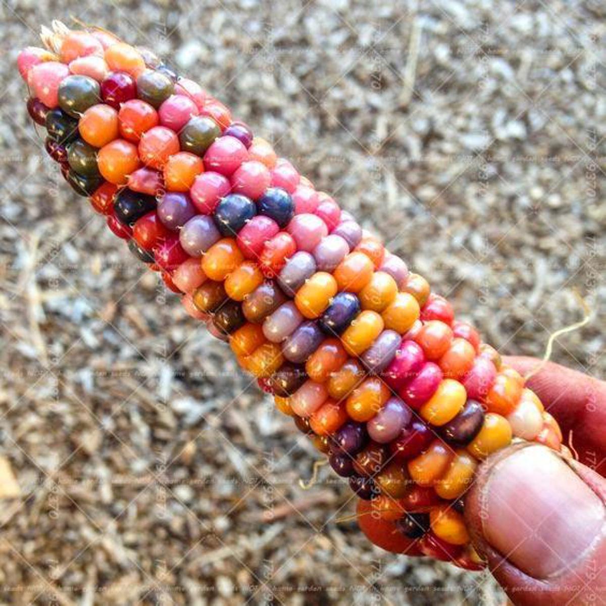 Rainbow Corn Organic Sweet Vegetables Edible Corn Vegetable For Home ...