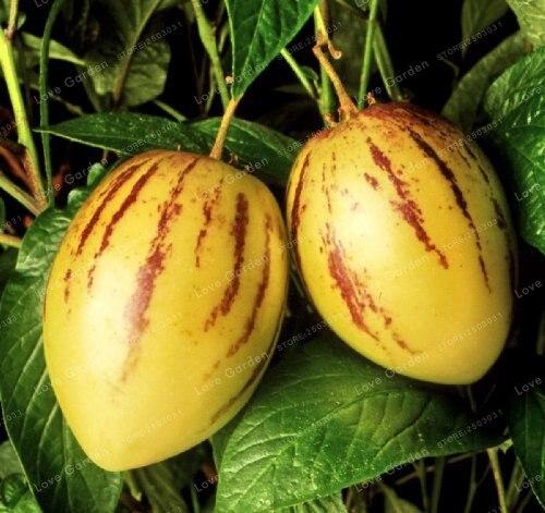 Mini Sweet Melon Bonsai Melon Tree Non GMO-Organic Fruit And Vegetable ...