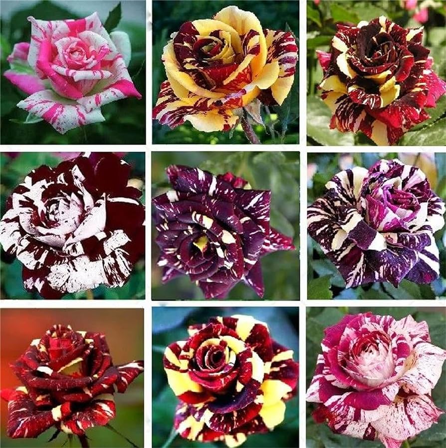 authentic mix tiger Roses Flower Seeds - 30 Pcs Seeds | Daraz.com.bd