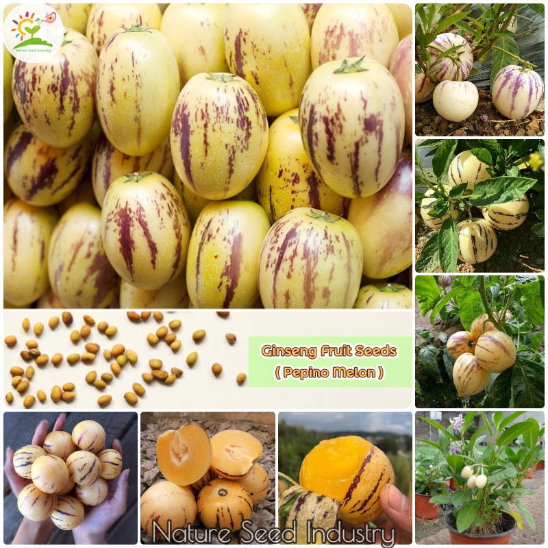 Testy Pepino Melon Pear Seeds - 15+ Seeds Exotic Fruit Seeds | Daraz.com.bd