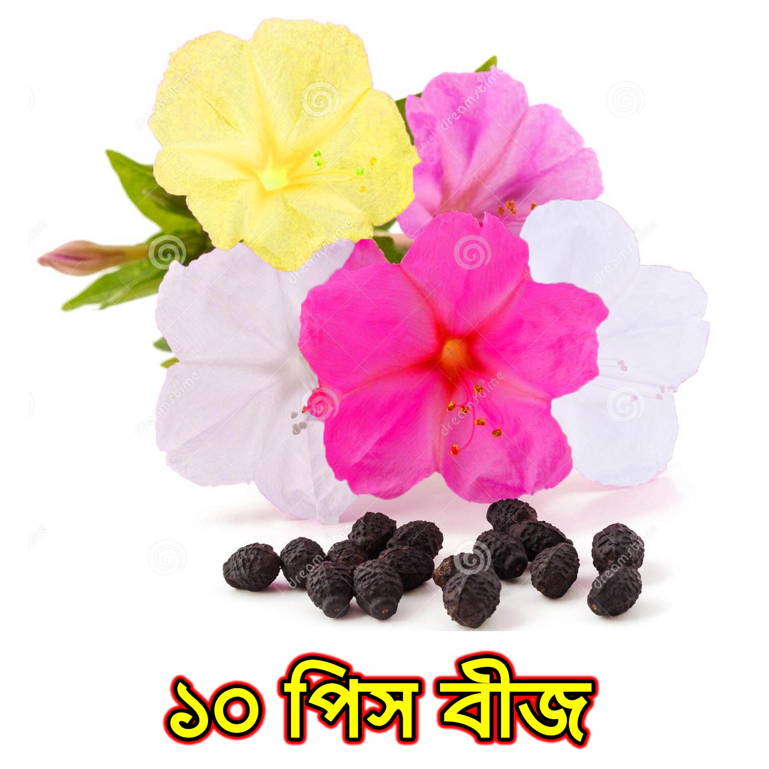 Shondha Maloti/Marvel Of Peru/Four O'clock (Mirabilis Jalapa) Flower ...