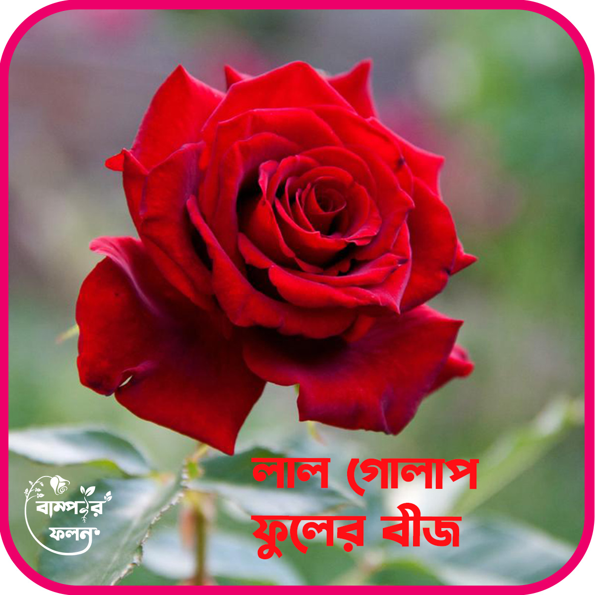 Red rose flower seeds 25 pieces. | Daraz.com.bd