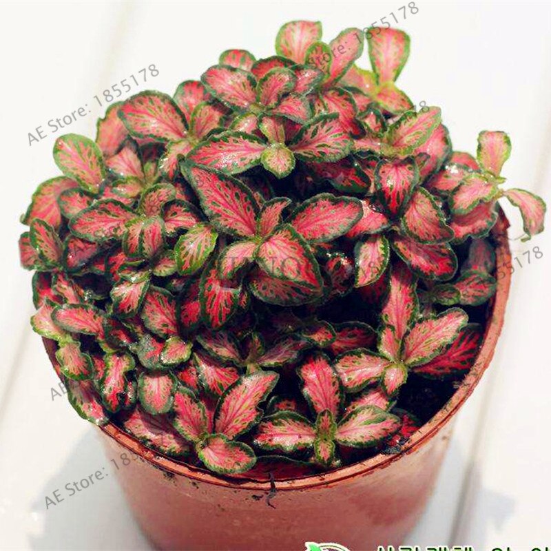 Fittonia Verschaffeltii Bonsai Mini Easy Planting Balcony Fun Indoor ...