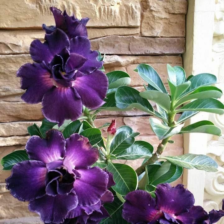 Rare Color Double Petal Adenium Bonsai Seeds 5pcs | Daraz.com.bd