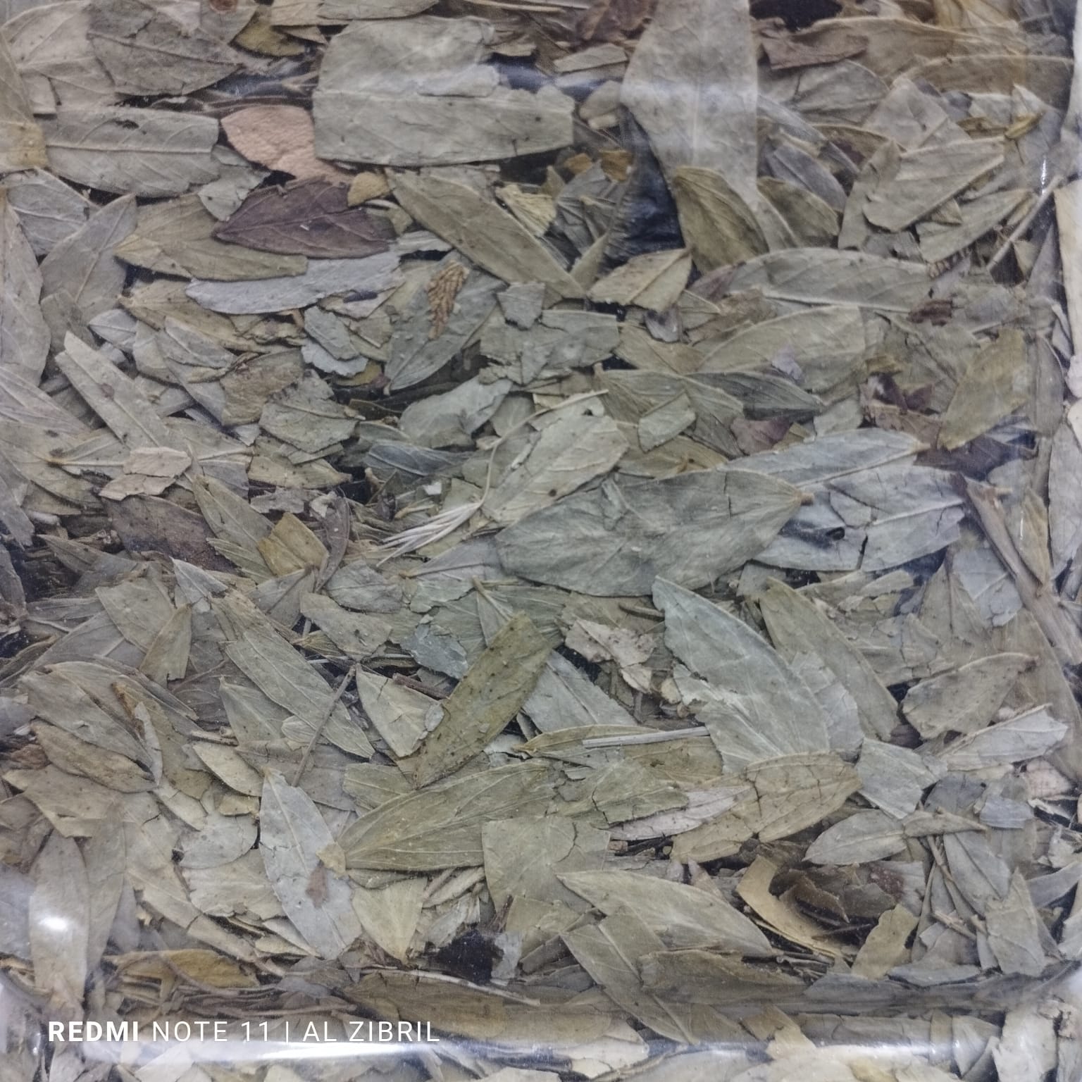 Curry Leaf/ Kari Leaf/ Kari Pata Asta- 500gm