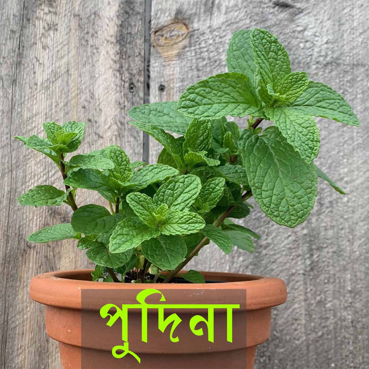 Mint / Pudia Sd 40+ pcs Seed - পুদিনা পাতা বীজ - ৪০+ টি | Daraz.com.bd