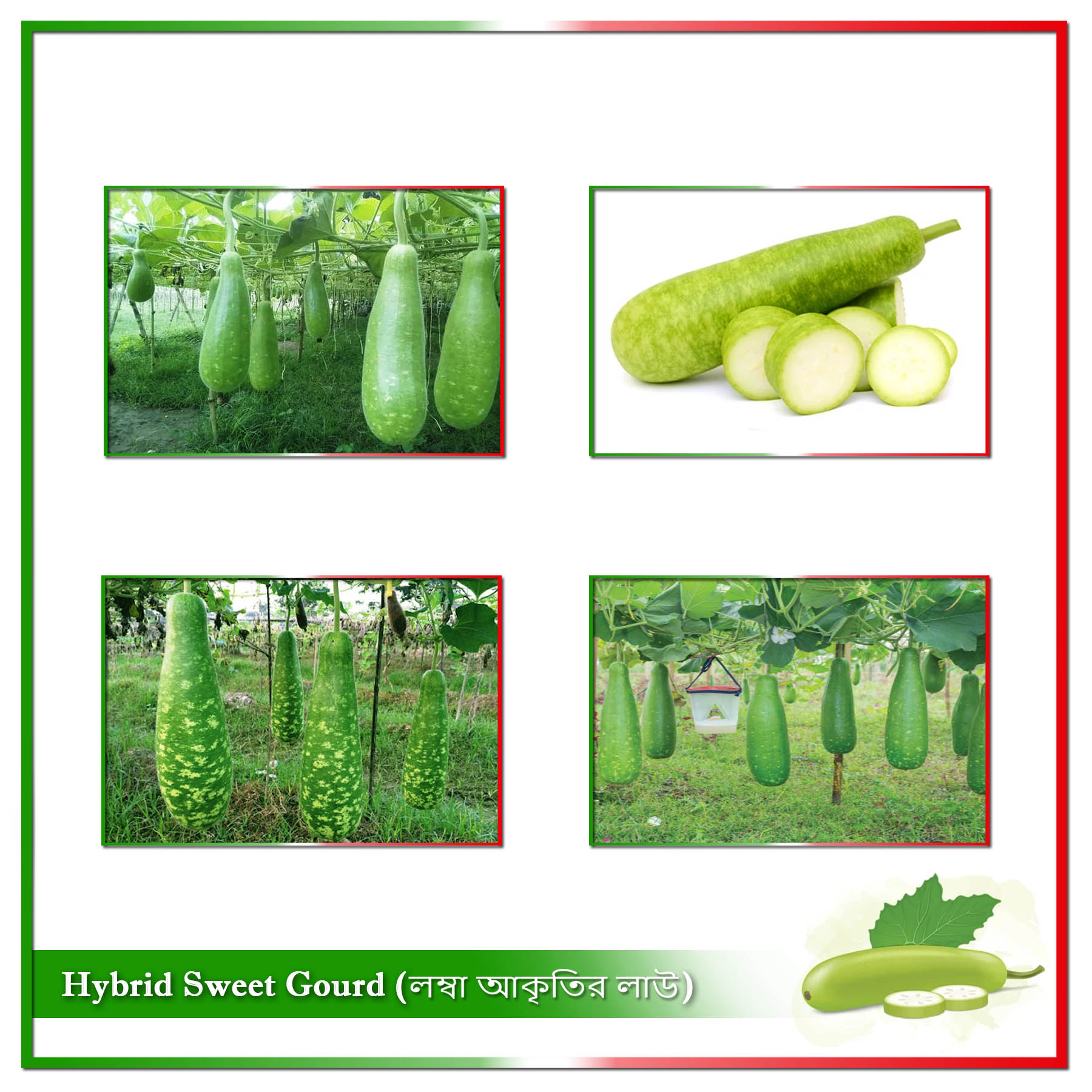 Hybrid Bottle Gourd Long Size Seed ( Lau ) - 8 seed | Daraz.com.bd