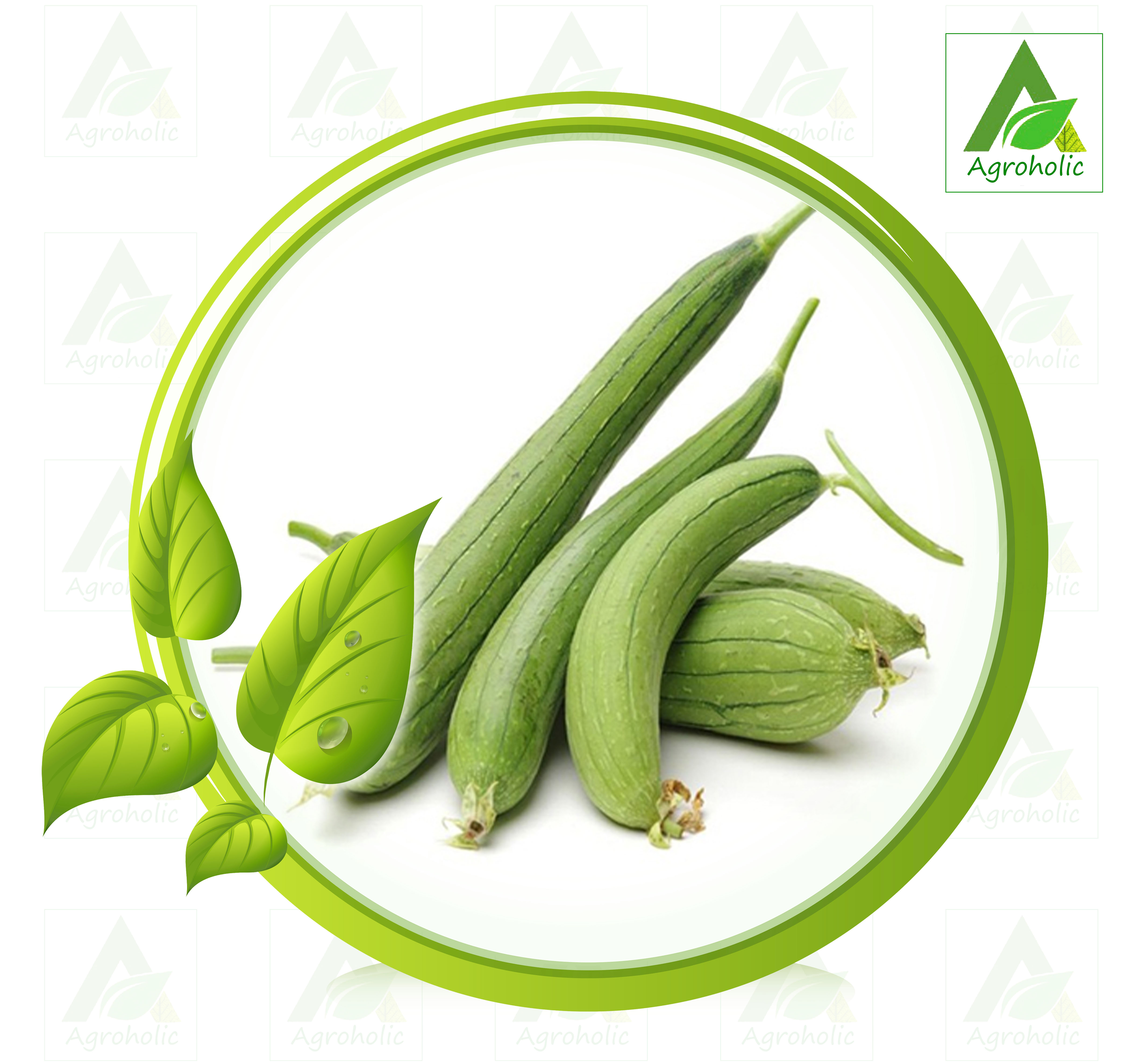 Hybrid Sponge Gourd (Dhundol) Seed - 12 Seeds | Daraz.com.bd