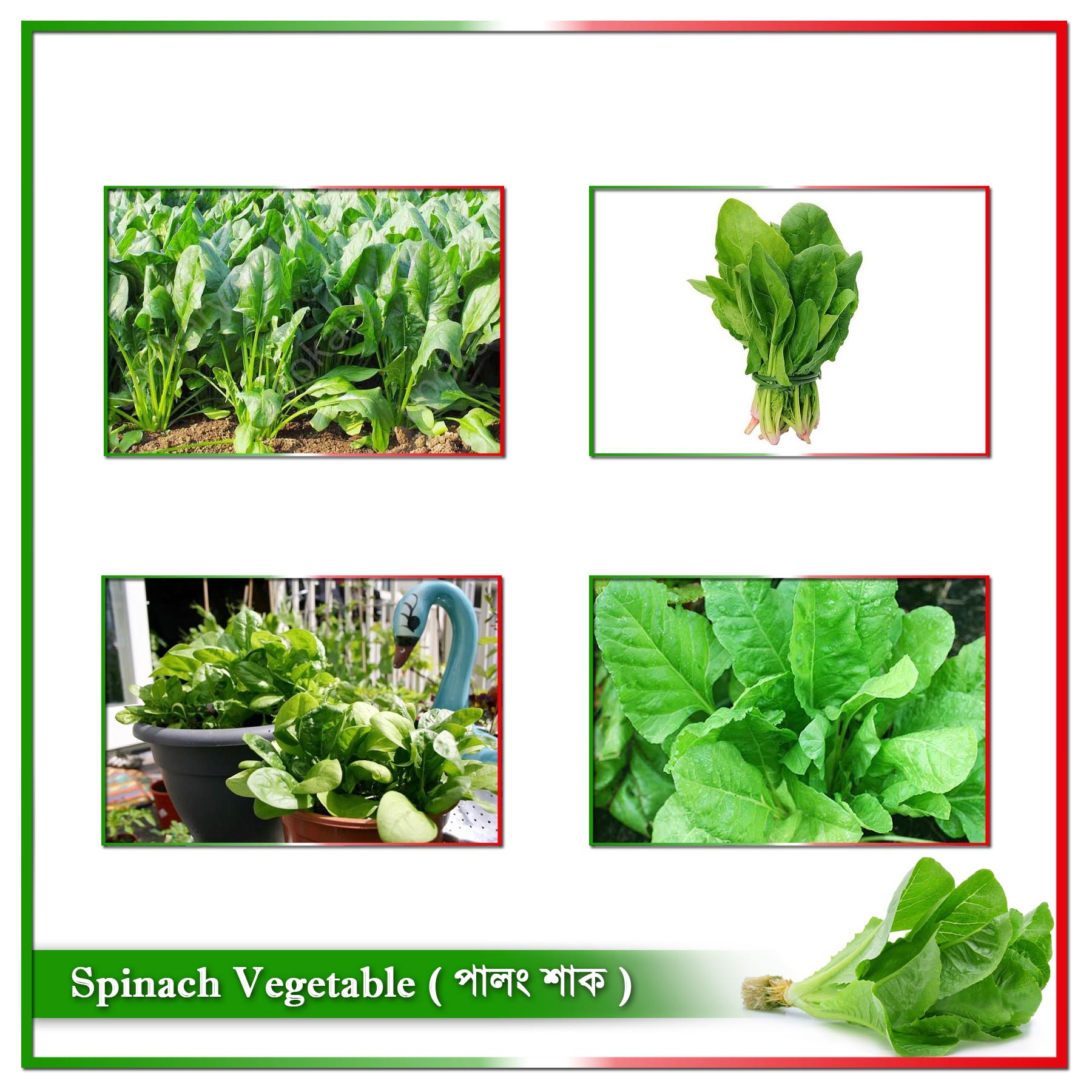 Spinach Vegetable Seed ( Palong Shak ) - 25 gm | Daraz.com.bd